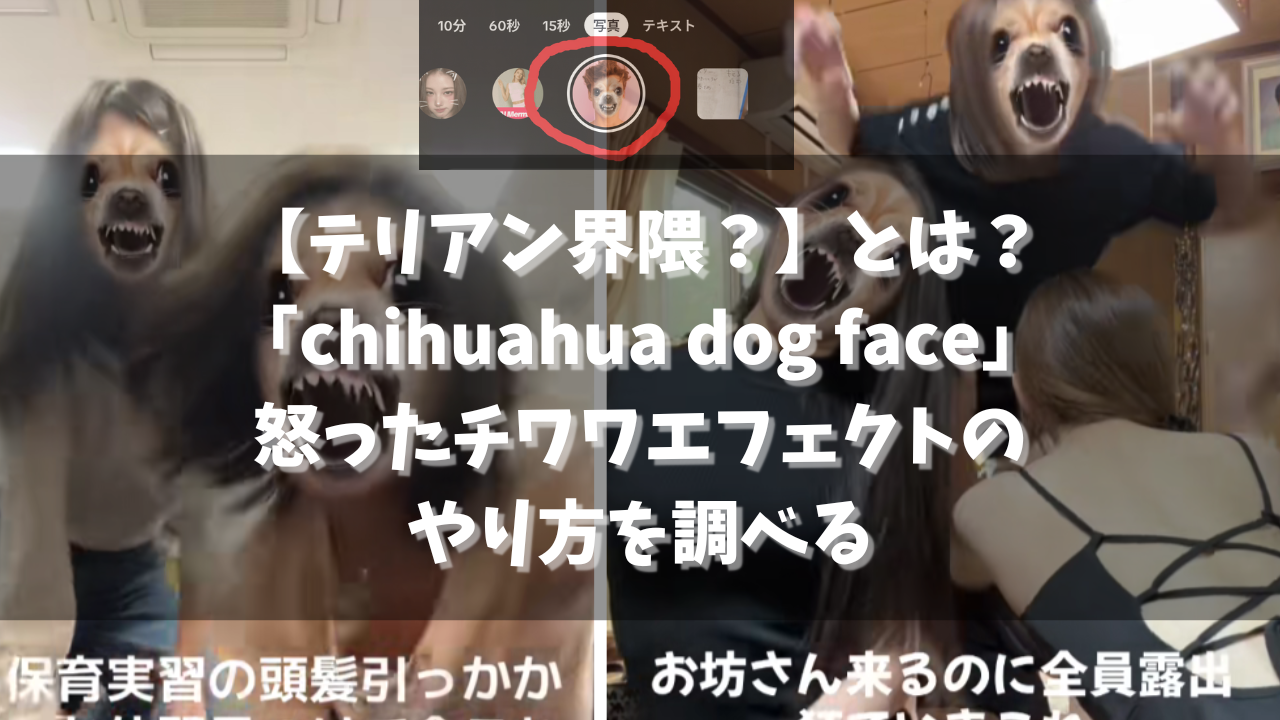 【いぬいぬ界隈・テリアン界隈？】とは？「chihuahua dog face」怒ったチワワエフェクトのやり方を調べる | 公の情報「ネット情報 ...